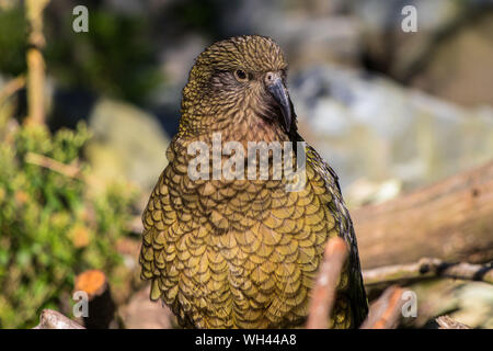 Walk through Parrot aviary in Parque das Aves or Bird Park Stock Photo ...