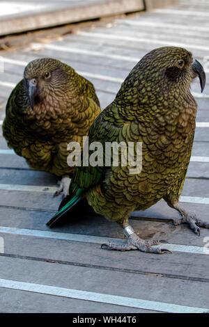 Walk through Parrot aviary in Parque das Aves or Bird Park Stock Photo ...