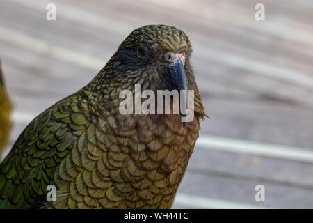 Walk through Parrot aviary in Parque das Aves or Bird Park Stock Photo ...