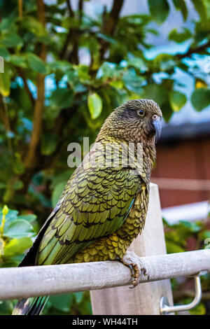 Walk through Parrot aviary in Parque das Aves or Bird Park Stock Photo ...