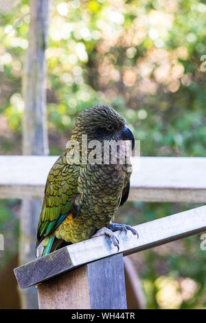 Walk through Parrot aviary in Parque das Aves or Bird Park Stock Photo ...