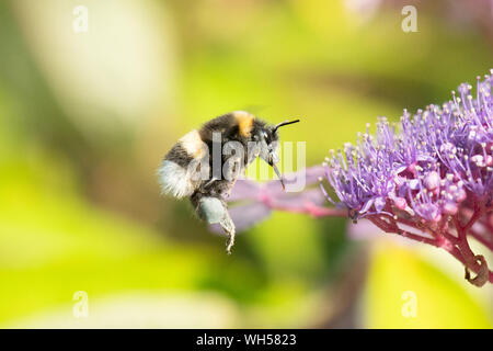 Bumble Bee pollinating flowers with blue pollen, Scotland, UK Stock ...