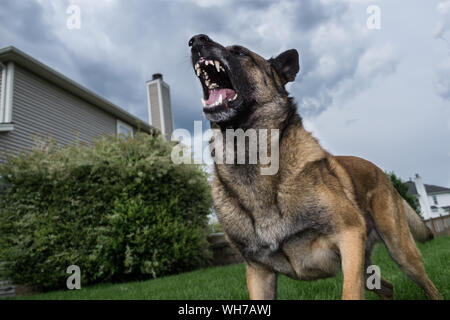 German Shepherd snarling Stock Photo - Alamy