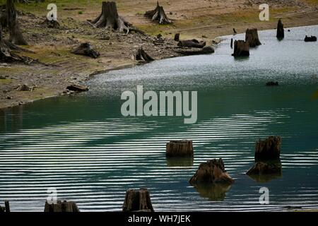 treestumps at Alder Lake in Mount Rainier National Park Stock Photo - Alamy