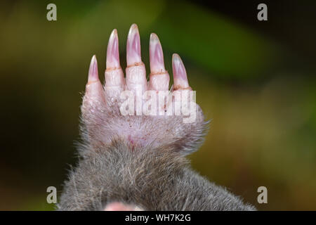 Front Digging Paw of Mole Stock Photo - Alamy