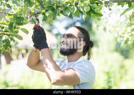Indian man pruning tree. Young man cutting branches of Acacia tree ...