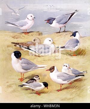 Common gull and black-headed gull on a jetty at Motala river in ...