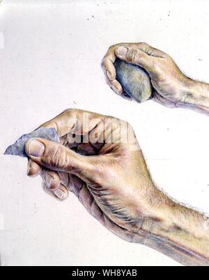 The evolution of our hands and the manipulative skills that have been ...