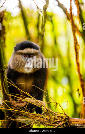 Rwanda, Volcanoes National Park. Golden Monkey (Cercopithecus kandti ...