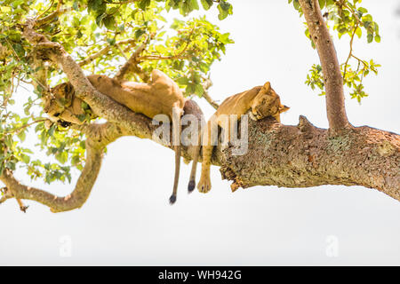 Hanging Lions in the Ishasha sector, Queen Elizabeth National Park ...