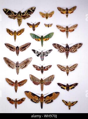 Butterflies in a row Stock Photo - Alamy