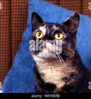 A tortoise shell cat Stock Photo - Alamy