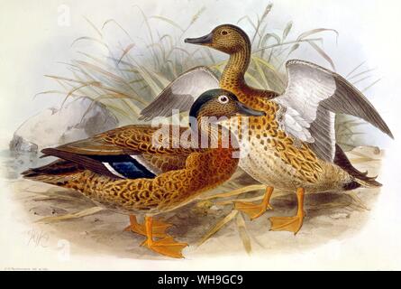 A natural history of the ducks Stock Photo - Alamy