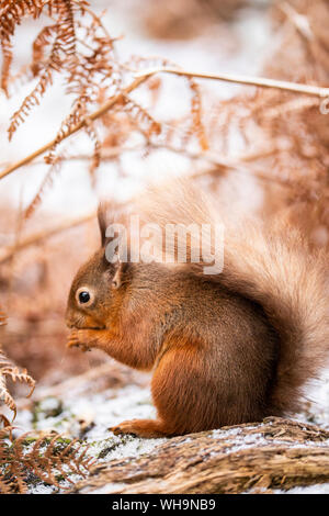 Red Squirrel Drey Stock Photo - Alamy