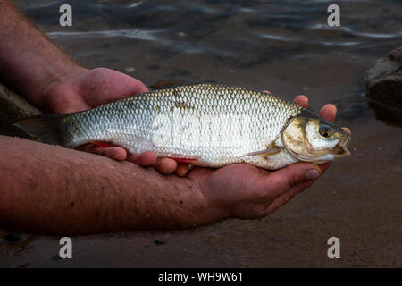 ide, orfe (Leuciscus idus), white morph, Germany Stock Photo - Alamy