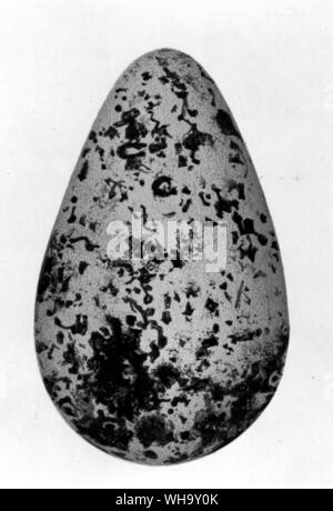 Eggs of the Great Auk (half natural size). Lithographs in S. Grieve's ...