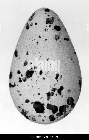 Great Auk. Extinct Birds by Errol Fuller page 99. A study of the world ...