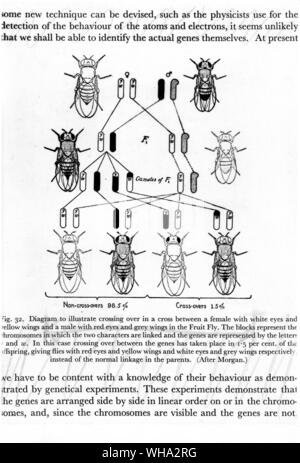 Thomas Hunt Morgan Fruit Fly Experiment