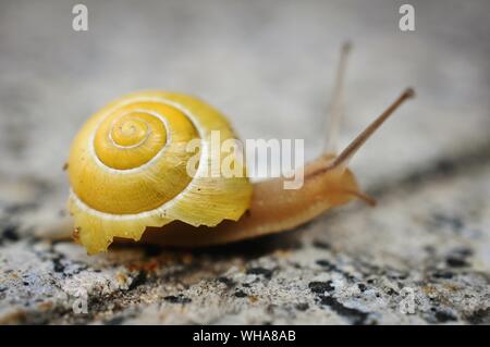 Close up broken snail shell Stock Photo - Alamy
