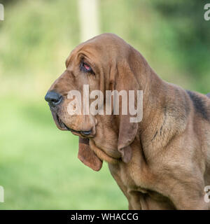 wrinkly bloodhound dog Stock Photo - Alamy