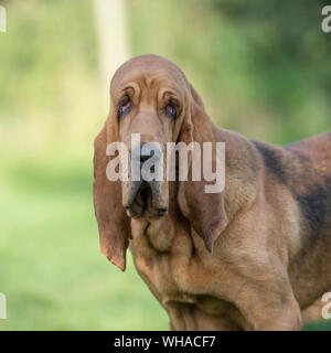wrinkly bloodhound dog Stock Photo - Alamy