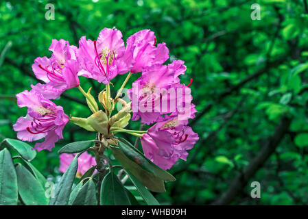 Pacific rhododendron (Rhododendron macrophyllum) is a large-leaved ...