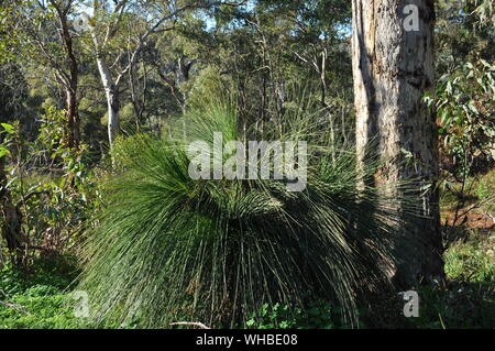 Australia, grass tree an endemic plant Stock Photo - Alamy