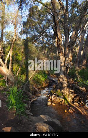 Creek and eucalyptus trees, Whistlepipe Gully Walk, Mundy Regional Park ...
