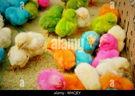 painted multi-colored chicken , Baby chick, India Stock Photo: 66892608 ...