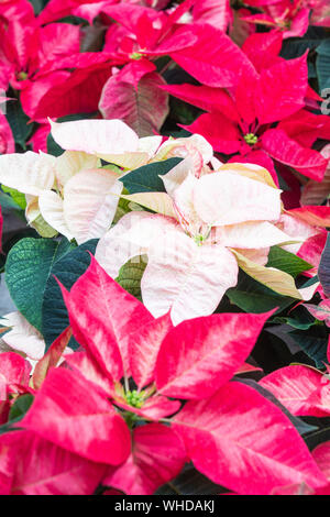 flower star shape defocused Stock Photo - Alamy