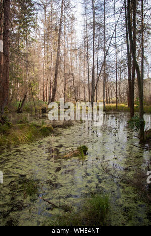 Swampy and dark forest Stock Photo - Alamy