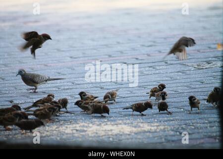 Sparrow on the street, birds in freedom, animals Stock Photo - Alamy