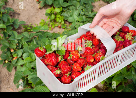 People hand picking strawberries on Garsons pick your own farm in Esher ...