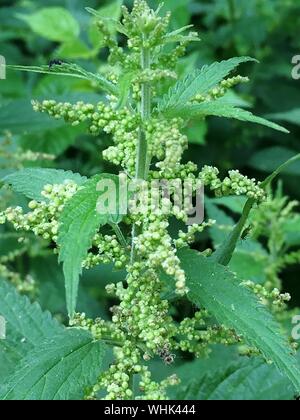 Close-up of a Stinging Nettle Stock Photo - Alamy