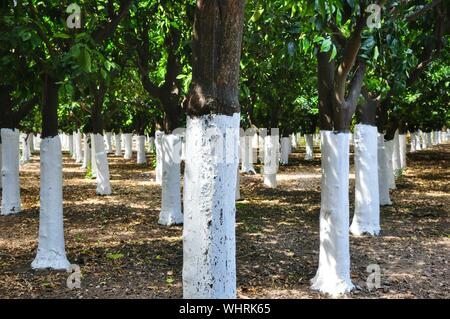 White painted tree trunk in grounds of church Gouves, Crete, Greece ...