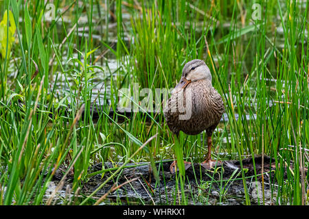Mottled Duck in the south florida marshes Stock Photo - Alamy