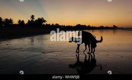 Two dogs fucking copulating mating bitch dog beach Stock Photo - Alamy