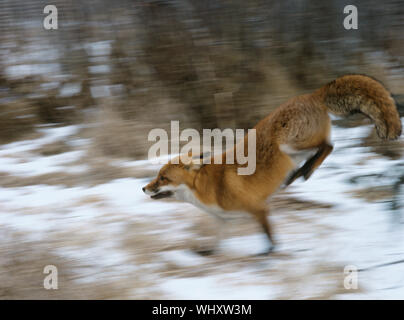 Red Fox (Vulpes vulpes) (Vulpes fulva) running in the snow in winter ...