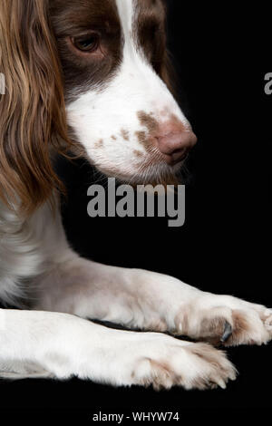 An English springer spaniel isolated against background runs fast ...