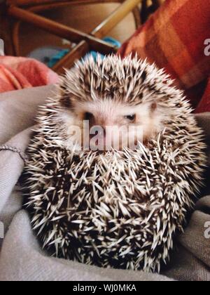 hedgehog close-up portrait Stock Photo - Alamy
