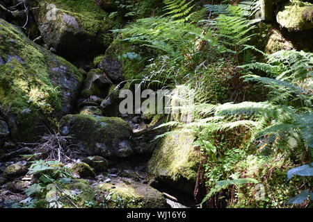 Farn, Farne, Wald, Waldboden, feucht, nass, Sonne, Licht, Schatten ...