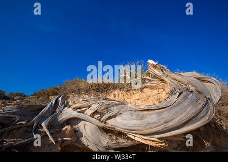 Mediterranean twisted dried juniper tree trunk in Formentera beach dune ...