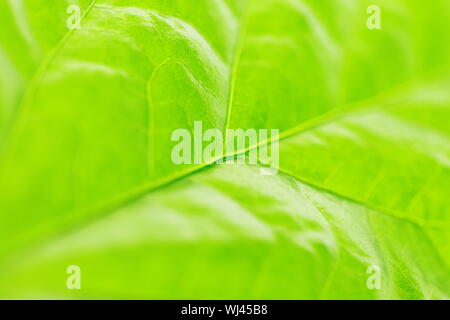 Fresh dreen leaf texture macro close-up Stock Photo - Alamy