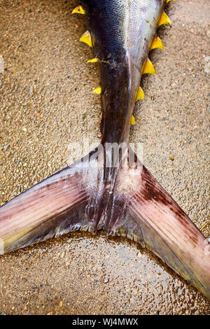 Close-up of dead fish tail in plate Stock Photo - Alamy