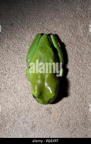 Tree frog, view from above Stock Photo - Alamy
