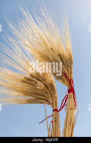 A bundle of golden wheat tied with a blue ribbon, standing upright ...