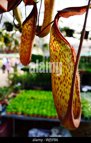 Carnivorous pitcher plants in the Amazon rainforest in Brazil, South ...
