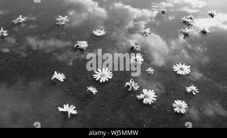 Daisy Flowers floating on Water. Sun and shadows. Minimal nature ...