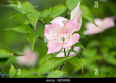 A Cornus X Stellar Pink Dogwood Hybrid Stock Photo - Alamy