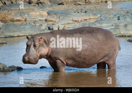 Oxpecker birds on the hippo back eating ticks, Khwai River, Moremi ...
